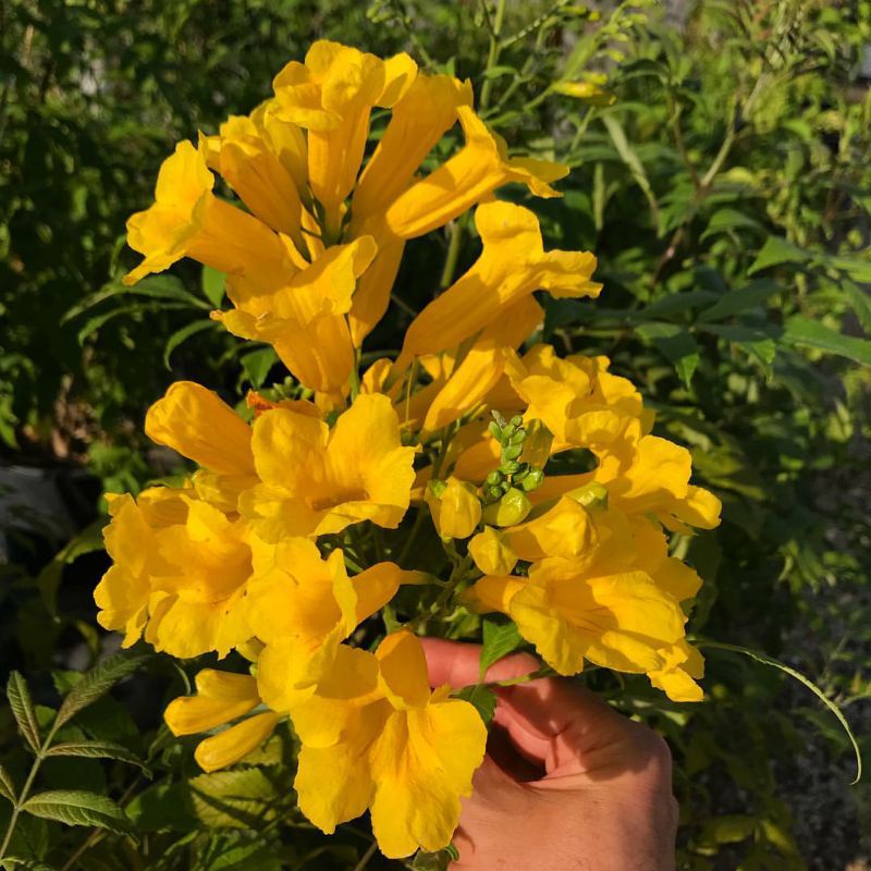 Jual tanaman hias bunga tekomaria - tanaman bunga tecomaria - pohon ...