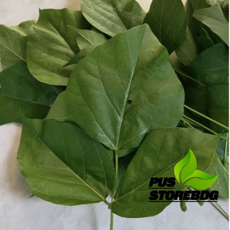 Jual Daun Dadap Segar 300 Gram | Shopee Indonesia