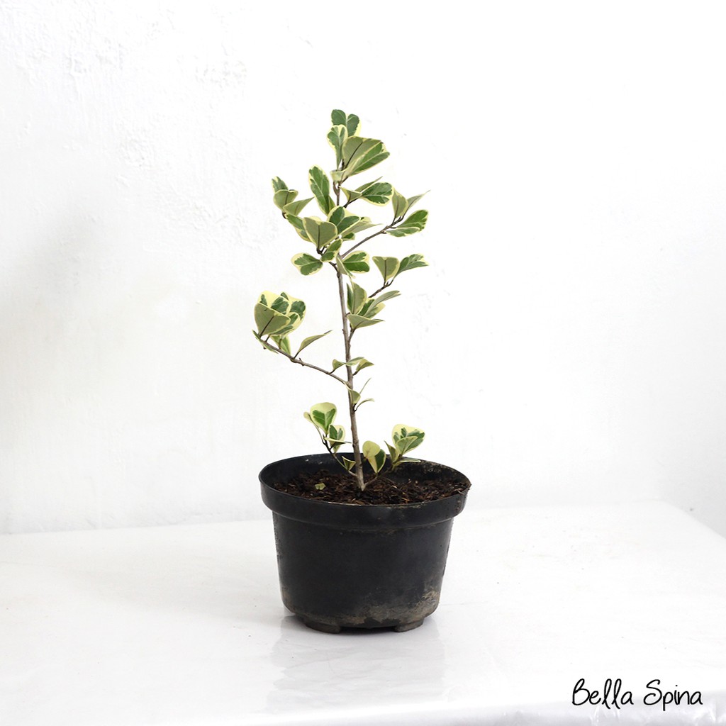 Jual Tanaman Hias Ficus Triangularis (TH-107) | Shopee Indonesia