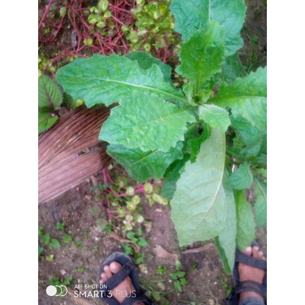 Jual daun sesawi India 100gr | Shopee Indonesia