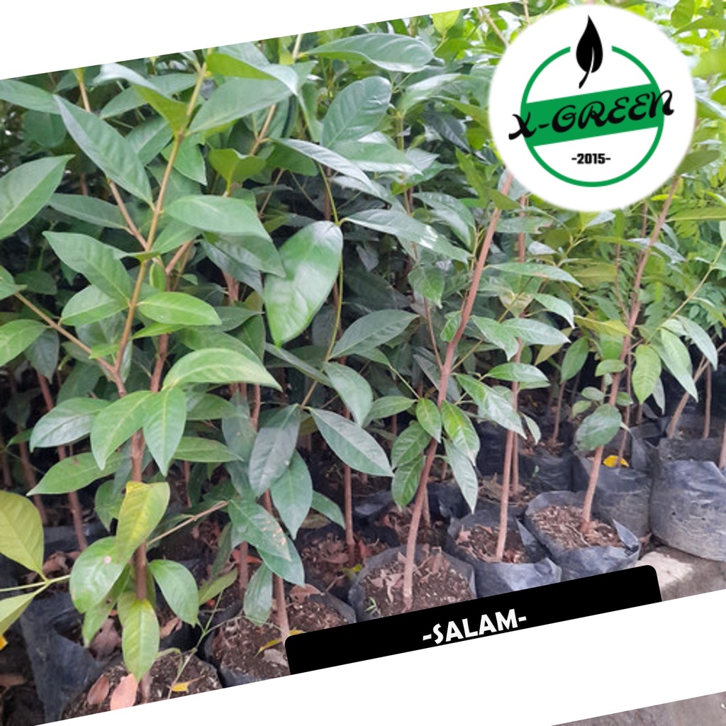 Jual 10 Paket Tanaman Salam - (X-Green) | Shopee Indonesia