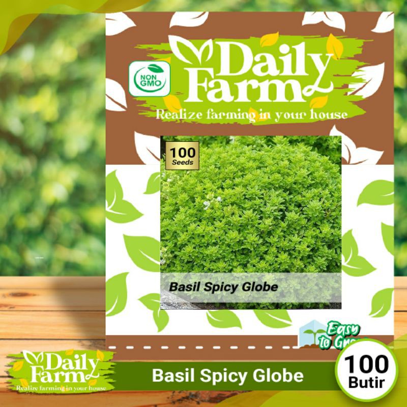 Jual Benih Basil Spicy Globe - Daily Farm | Shopee Indonesia