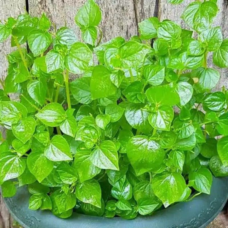 Jual Daun ketumpang air Daun suruhan sirih bumi atau sirih cina 100grm ...