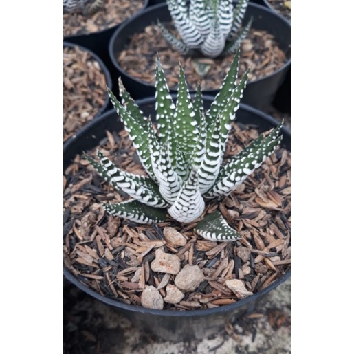 Jual sukulen haworthia zebra murah | Shopee Indonesia