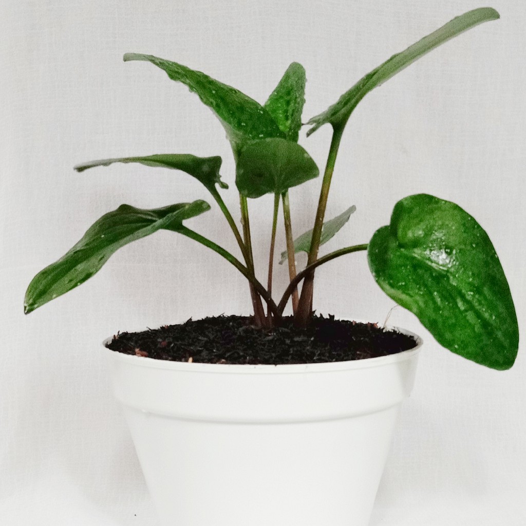 Jual Tanaman Hias Lidah Katak | Bakung Katak | Keladi Katak | Shopee ...