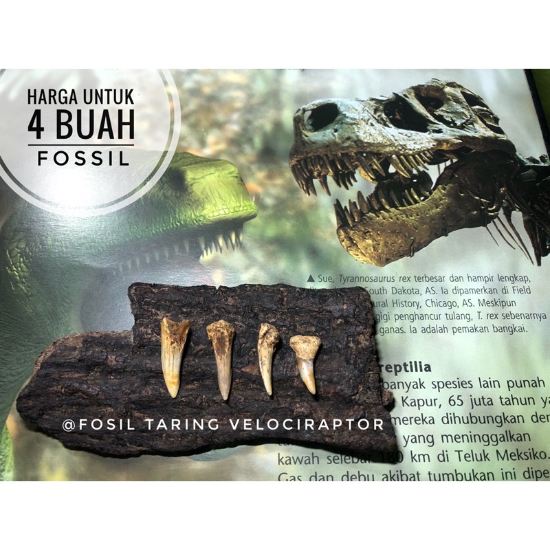 Jual Fosil Gigi Taring Dinosaurus H3 atau Fosil Taring Hewan ...