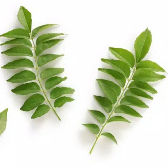 Jual Daun salam koja daun kari daun temurui aceh daun sedap | Shopee ...