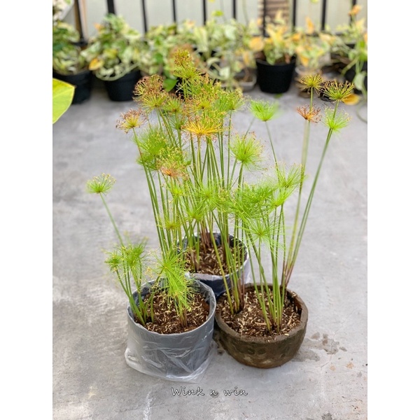 Jual Tanaman Air Dwarf Papyrus/ Papyrus Mini aquascape | Shopee Indonesia