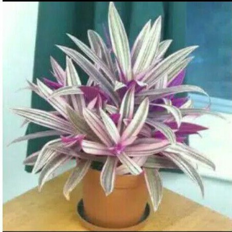 Jual Tanaman hias Adam Hawa/Rhoeo Discolor | Shopee Indonesia
