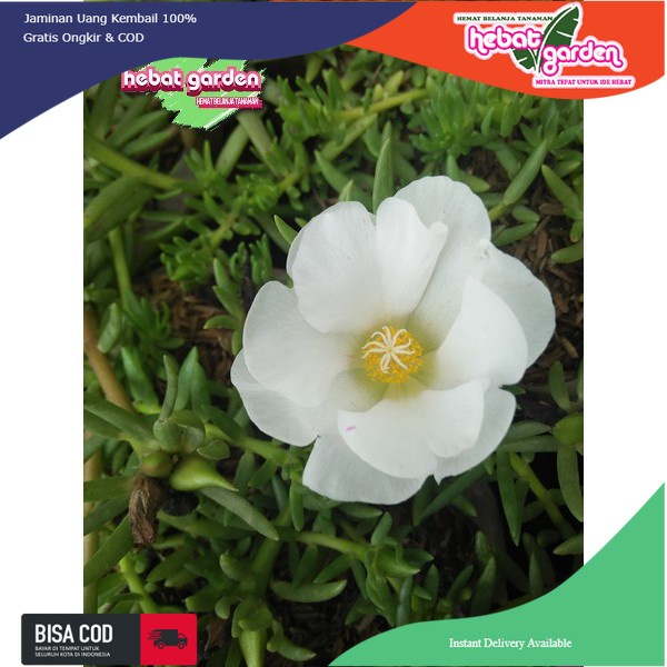 Jual Sutra bombay bunga putih besar-Portulaca grandiflora Samba white ...