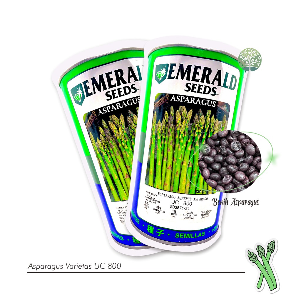 Jual GROSIR 250+ Benih Biji - Asparagus F1 Varietas UC800 - TERBUKTI ...