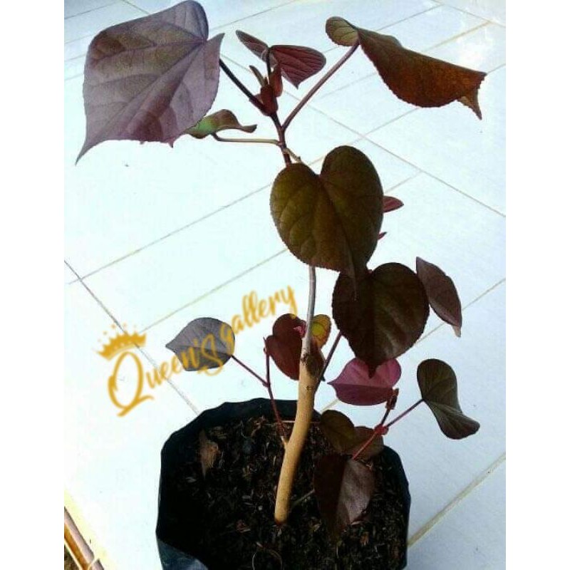 Jual bahan bonsai waru merah super red (original) | Shopee Indonesia