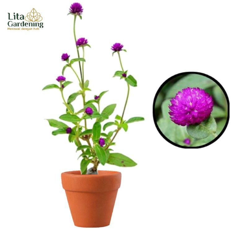 Jual Tanaman Bunga Kancing | Shopee Indonesia