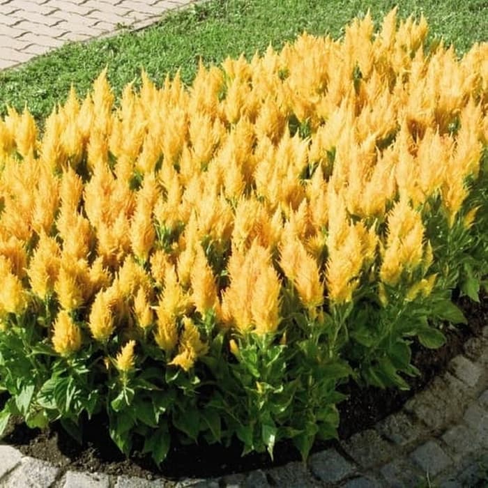 Jual Tanaman Dwarf Celosia Plumosa Jumbo Kuning | Shopee Indonesia