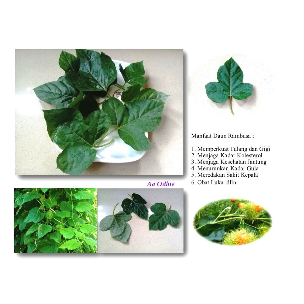 Jual Daun Segar Rambusa 10 Lbr Markisa Mini Kaceprek Passiflora Foetida ...