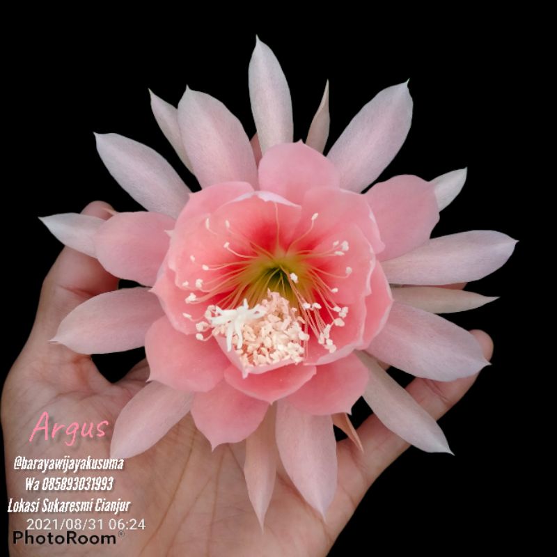 Jual Epiphyllum atau Wijaya Kusuma Hybrid Argus | Shopee Indonesia
