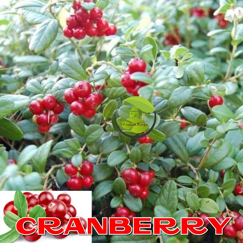 Jual 10Butir - Benih biji buah cranberry | Shopee Indonesia