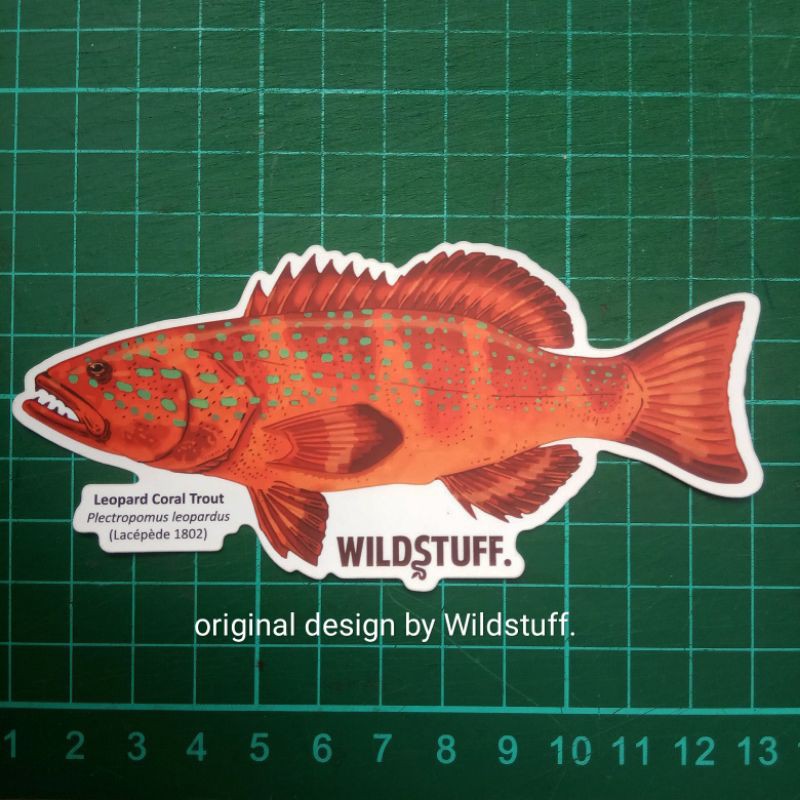 Jual Sticker Wildstuff Kerapu Sunuk Leopard Coral Trout | Shopee Indonesia