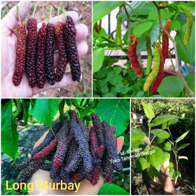 Jual Bibit Long Murbay super | Shopee Indonesia
