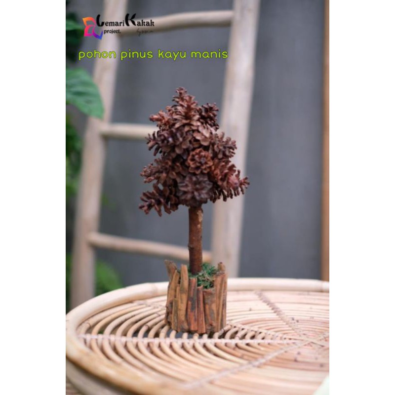 Jual Pohon Pinus Kayu Manis | Shopee Indonesia