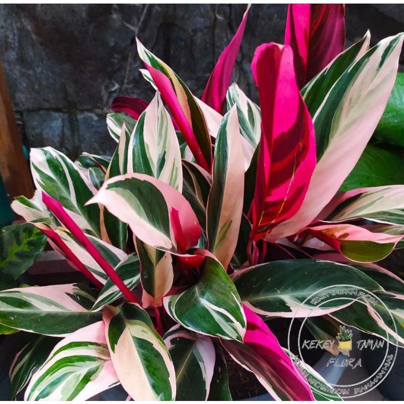 Jual Tanaman Hias Calathea Multicolour - Calathea Meranti Bali - Bunga ...