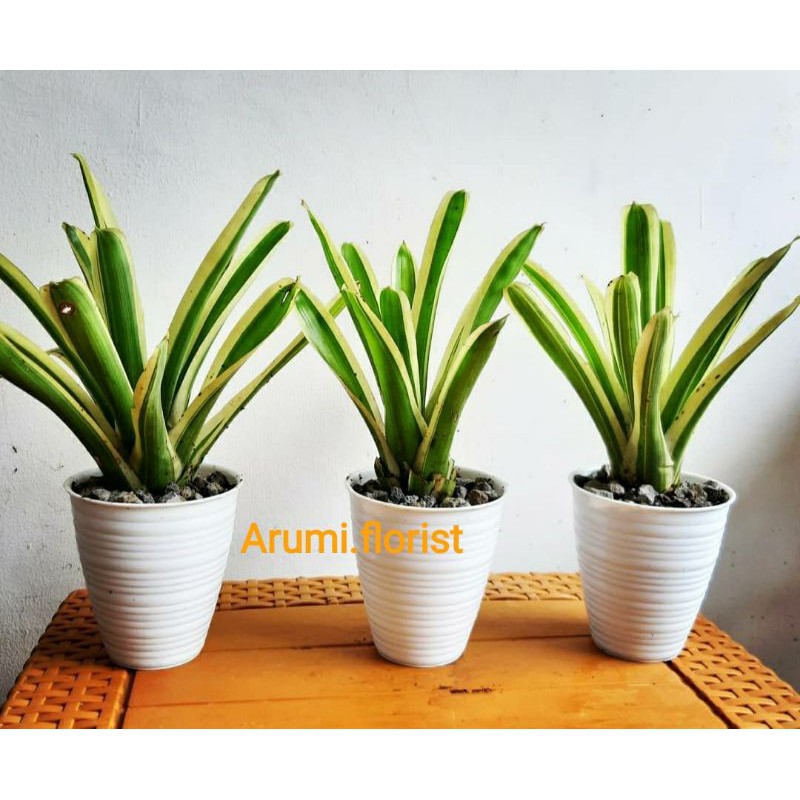 Jual Tanaman Hias Bromelia Varigata - Bromel - Bromelia Variegate ...