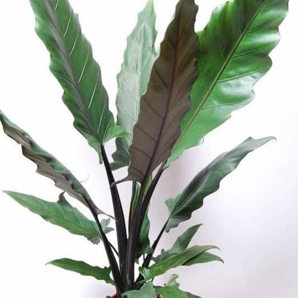 Jual Keris Papua caladium | monstera | calathea | sri rezeki ...
