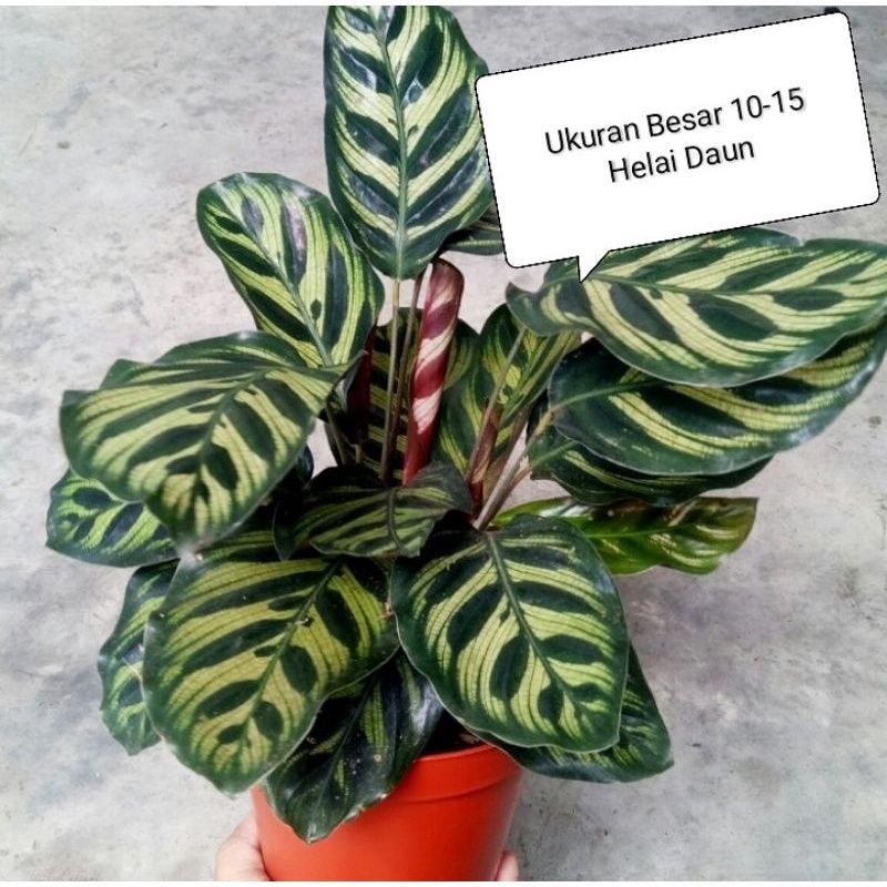 Jual ( BISA COD ) PROMO! Tanaman Jenis Calatea Dewasa Tanaman Hias ...