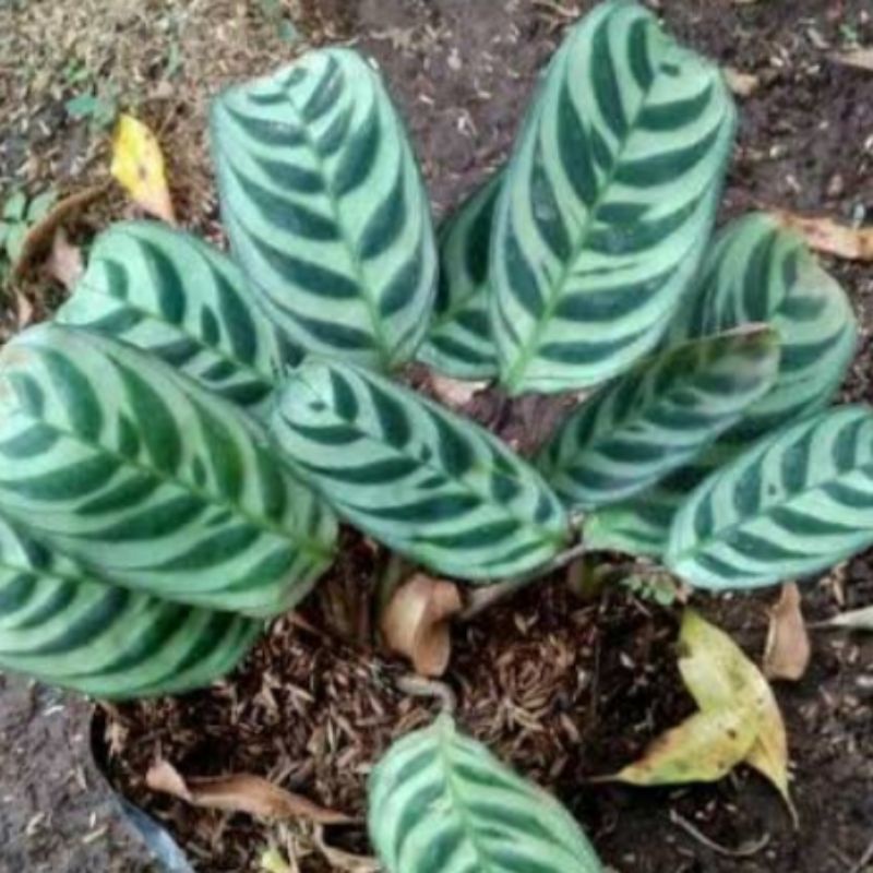Jual tanaman calathea sepat cantik / tanaman hias calathea bibit ...