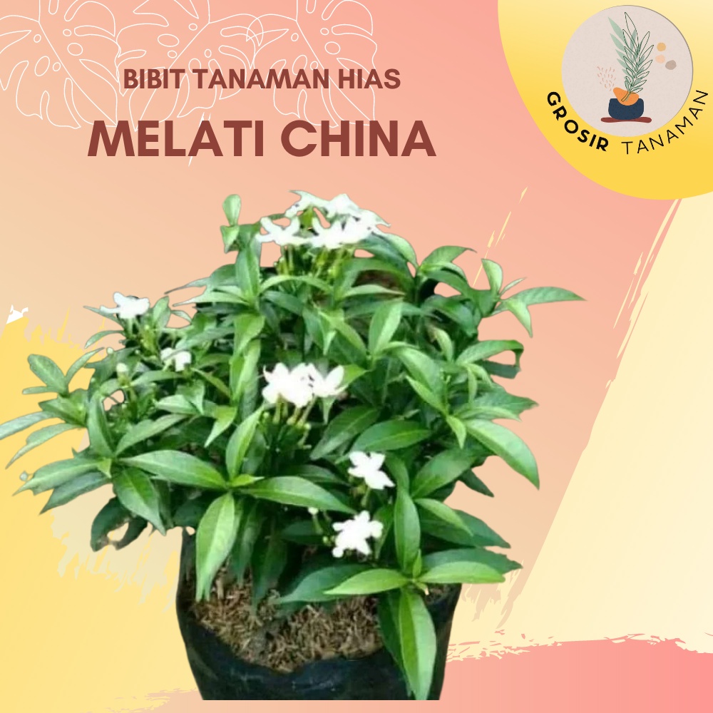 Jual Tanaman Bunga Melati China Mini / Tanaman Hias Rombusa / Pohon ...