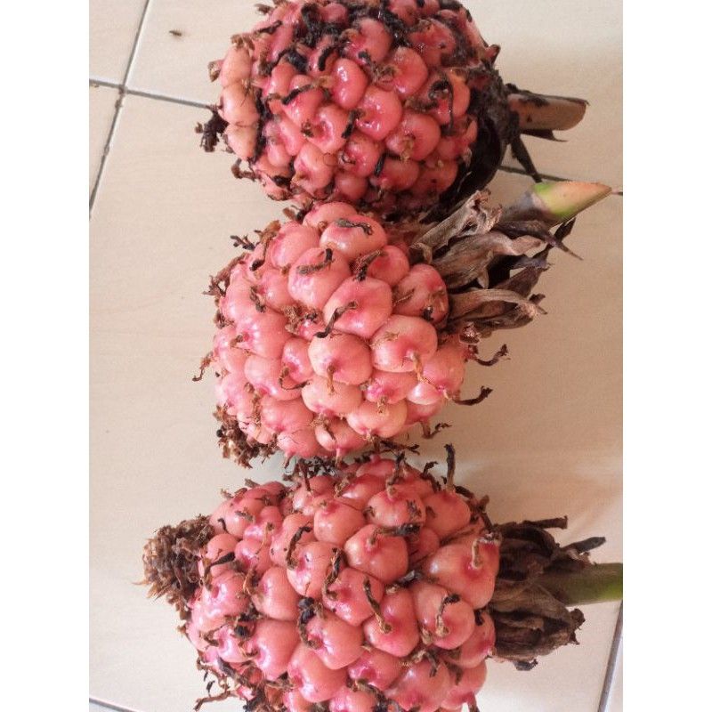 Jual 1kg buah kecobrang atau honje segar | Shopee Indonesia