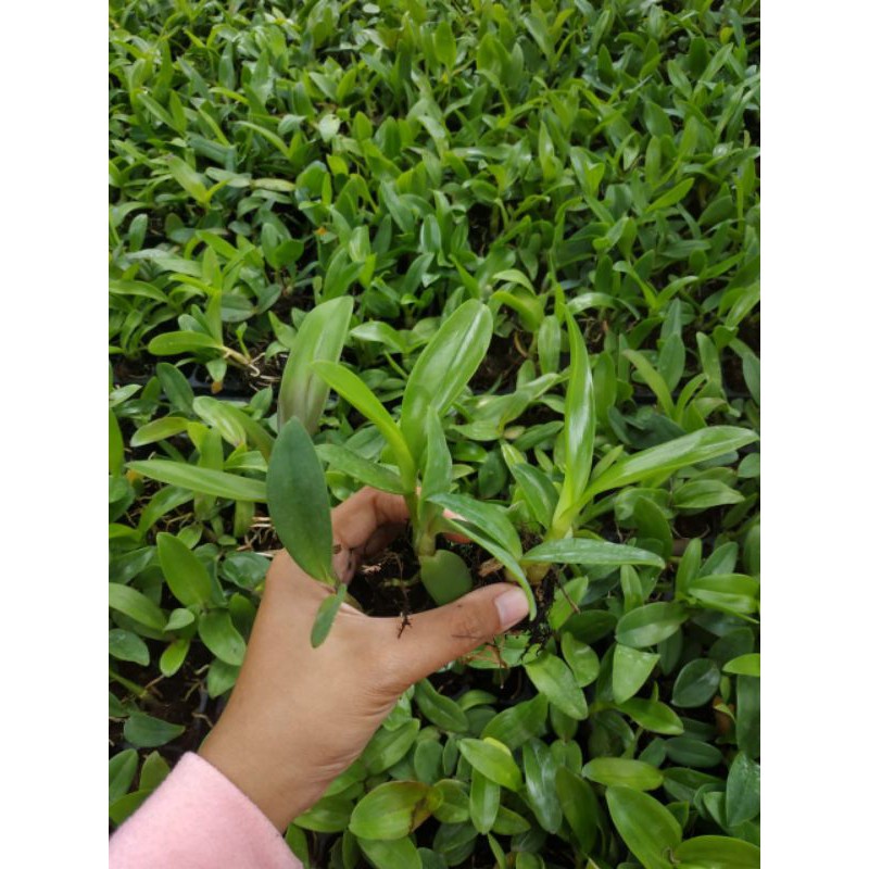 Jual Paket 10 Seedling Dendrobium Bulat | Shopee Indonesia