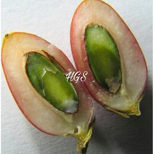 Jual H2O Bibit Tanaman Buah Ajaib Miracle Fruit Bergaransi | Shopee ...