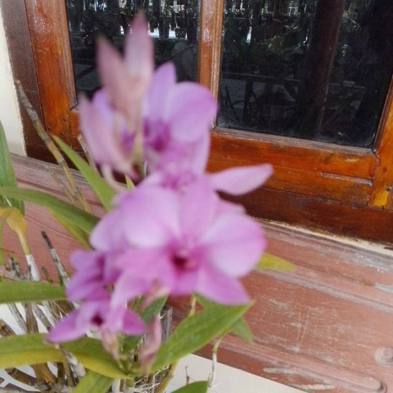 Jual Anggrek larat dendrobium phalaenopsis asli spesies | Shopee Indonesia