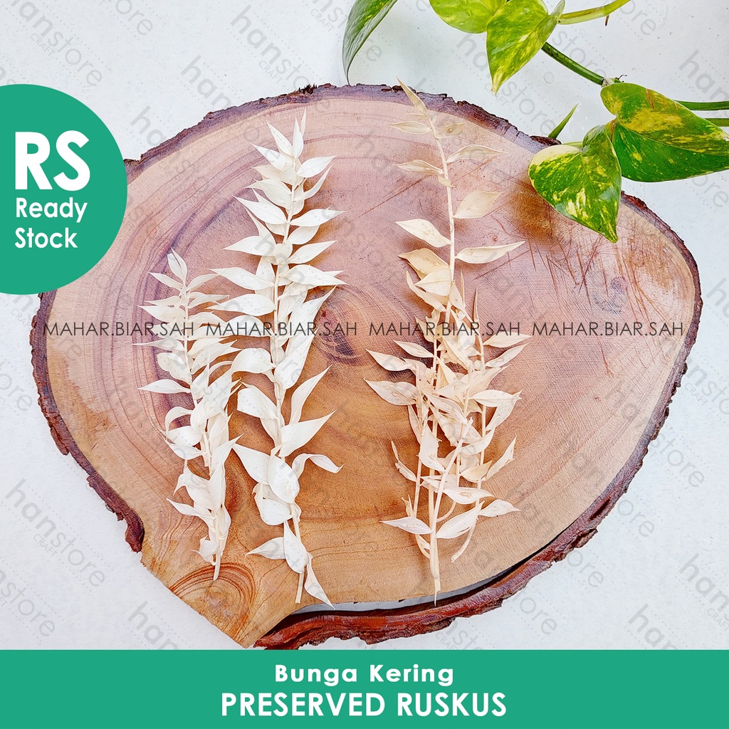 Jual RS 1,5 Gr MINI Preserved Ruscus / Ruskus / Bunga Kering / Dried ...