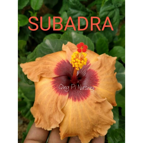 Jual Bibit bunga sepatu hibiscus import jenis SUBADRA(tanaman hias ...