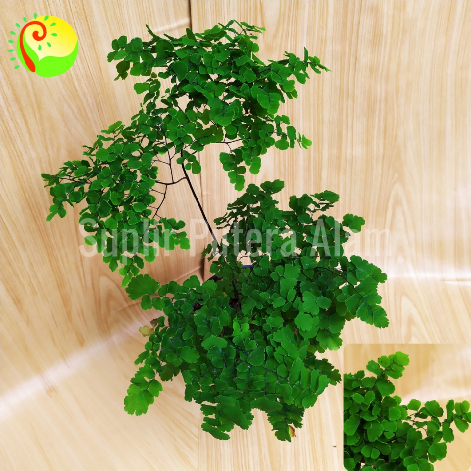 Jual Suplir Melati Mini/Adiantum/Fern/Tanaman Paku/ besonia mini ...