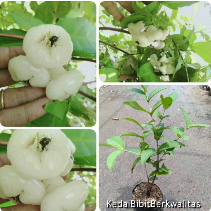 Jual Bibit Jambu Air Kancing Putih cepat berbuah | Shopee Indonesia
