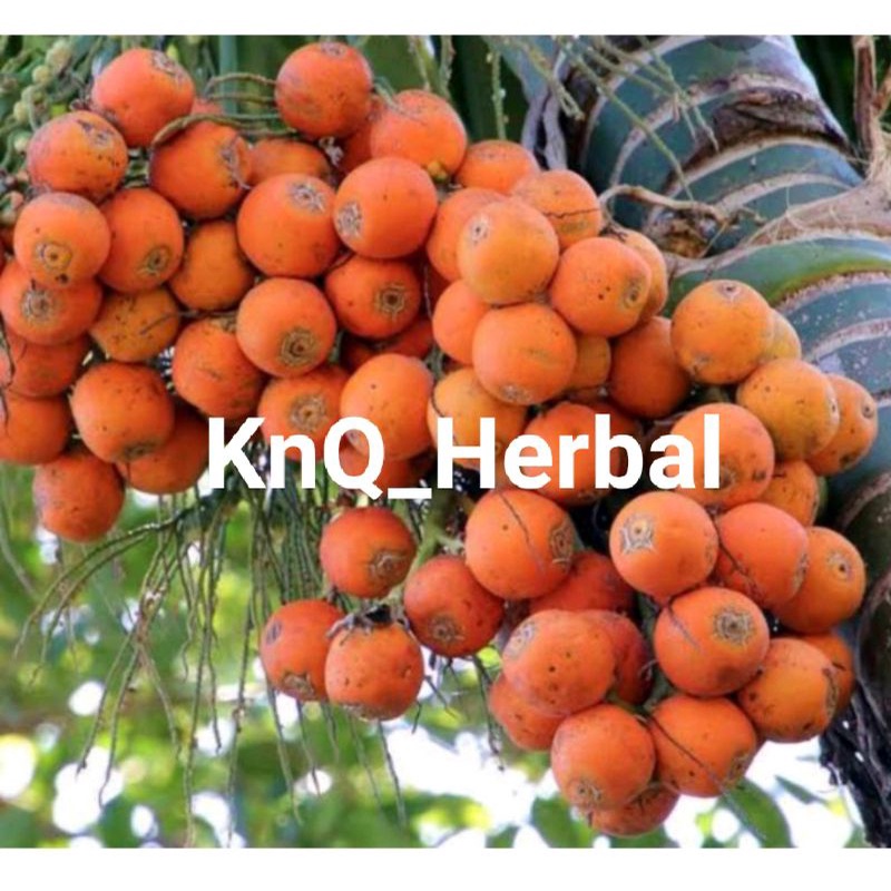 Jual Buah Pinang Tua Utuh Kuning 1Kg | Shopee Indonesia