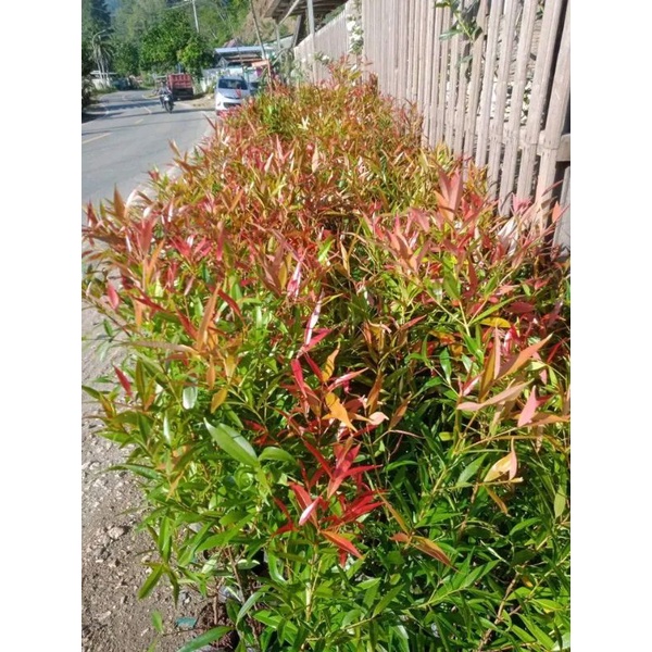 Jual tanaman pucuk merah , pucuk udah merah | Shopee Indonesia