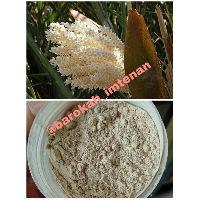 Jual Dates Palm Pollen ± 50 gram Premium Quality / Serbuk Sari Kurma ± ...