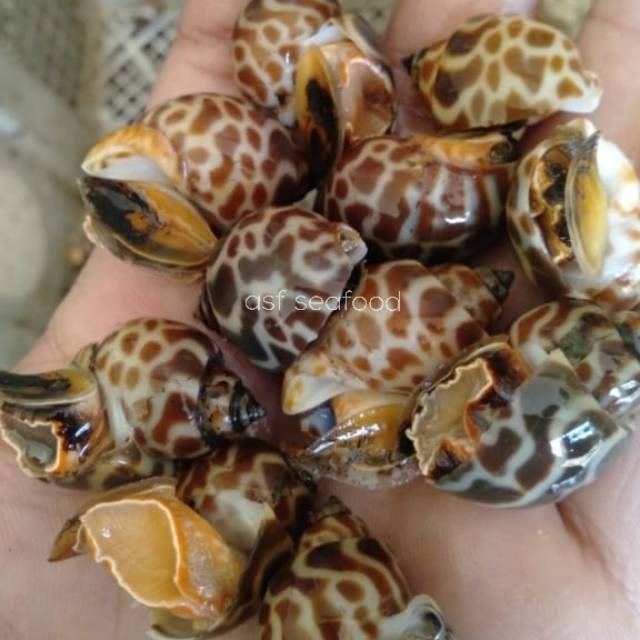 Jual Keong Macan / Gongong | Shopee Indonesia