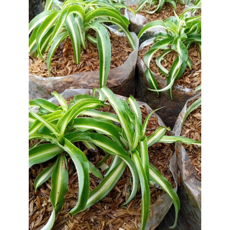 Jual Tanaman es lilin daun kriting | Shopee Indonesia