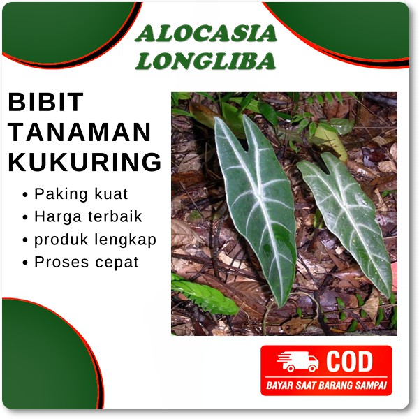 Jual KUKURING Tanaman hias Alocasia longliba - talas hutan - kuping ...