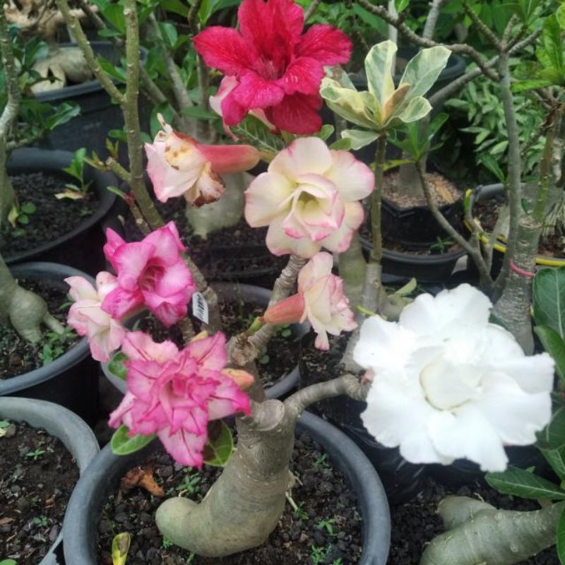 Jual tanaman adenium bunga tumpuk satu pohon lebih dari satu warna mix ...