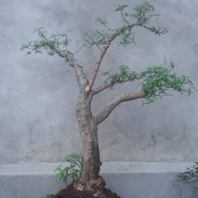 Jual Anput Mikro Bahan Bonsai Shopee Indonesia 0094