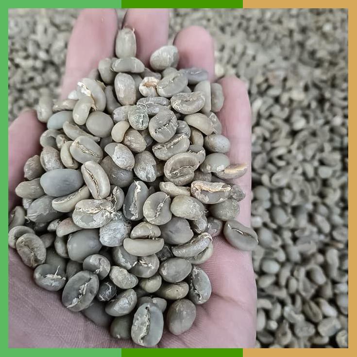 Jual Kopi Green Bean Robusta Gunung Kerinci Jambi Grade 1 Ukuran 1 Kg ...