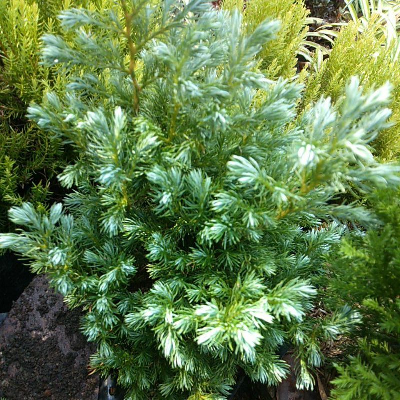 Jual Cemara perak tanaman hias murce | Shopee Indonesia