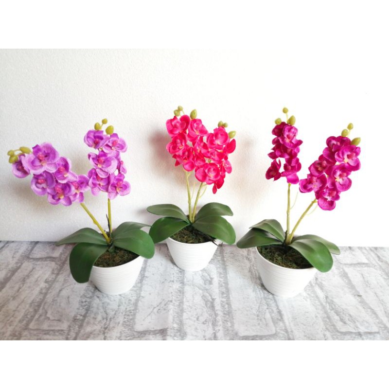 Jual Anggrek mini 2 cabang pot tawon 10cm | Shopee Indonesia