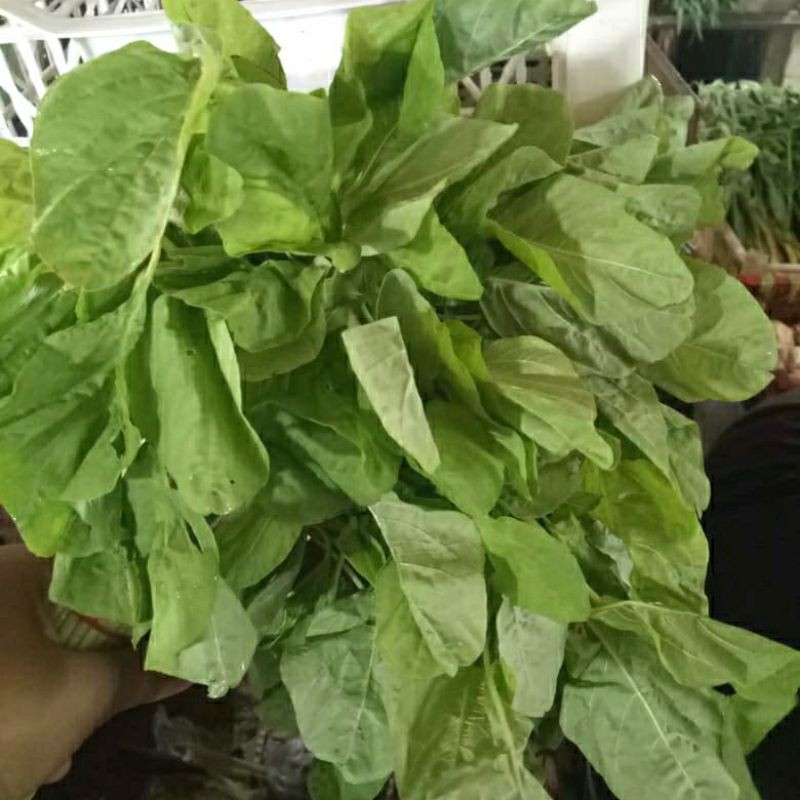 Jual bayam organik (ikat) | Shopee Indonesia